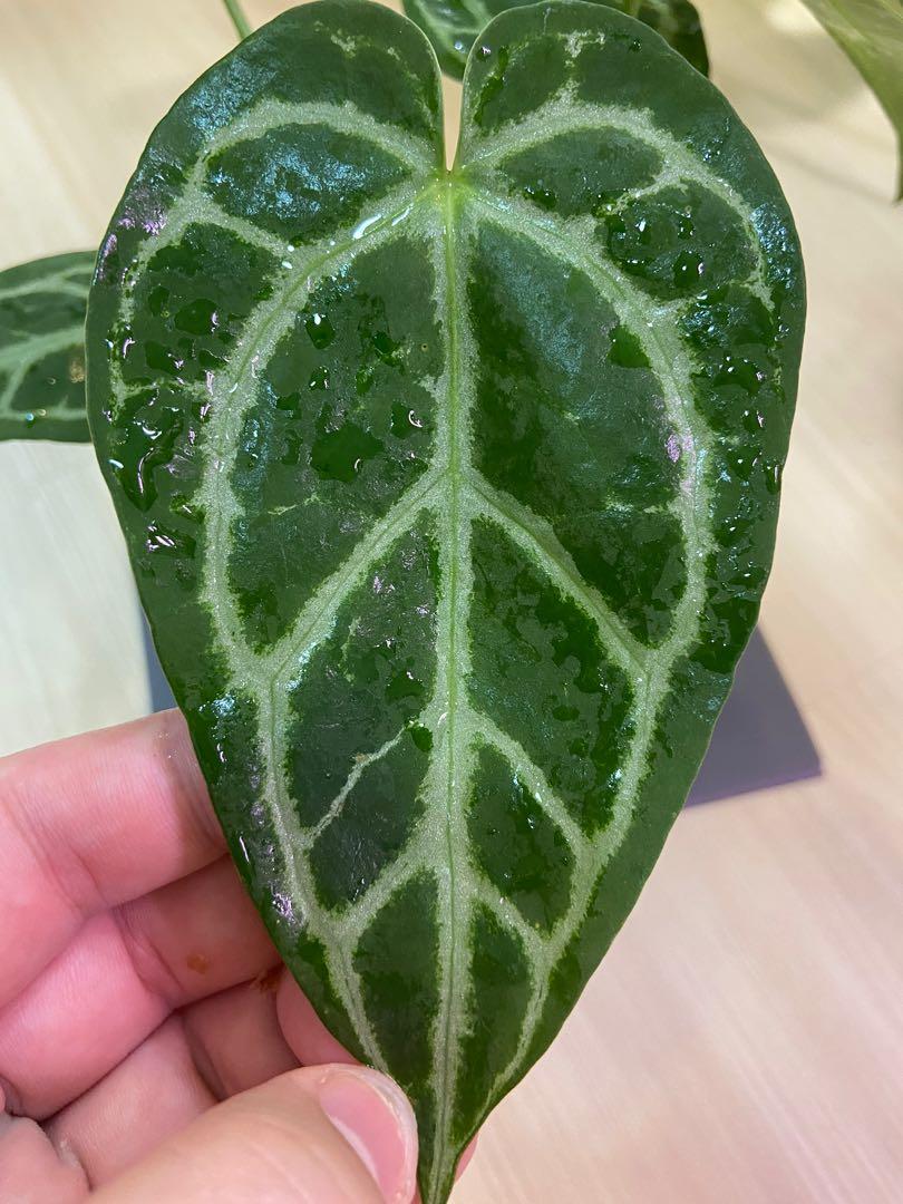 Anthurium Selby Silver (Rare), Furniture & Home Living, Gardening ...
