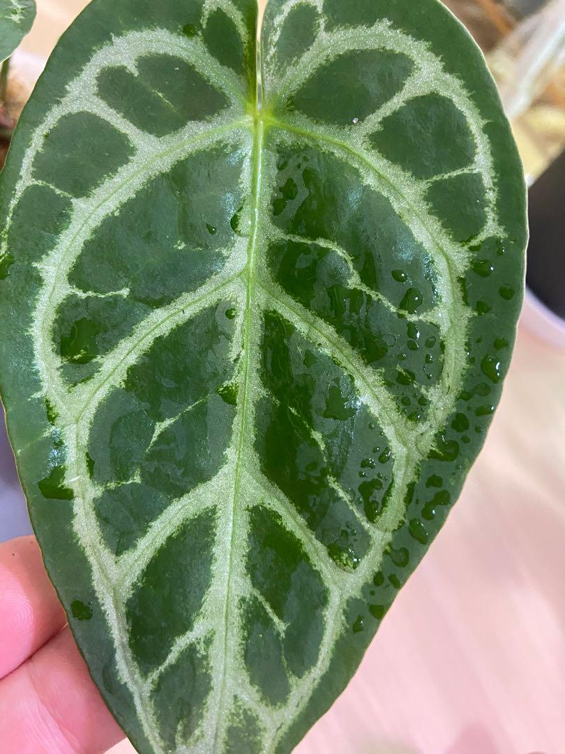 Anthurium Selby Silver (Rare), Furniture & Home Living, Gardening ...