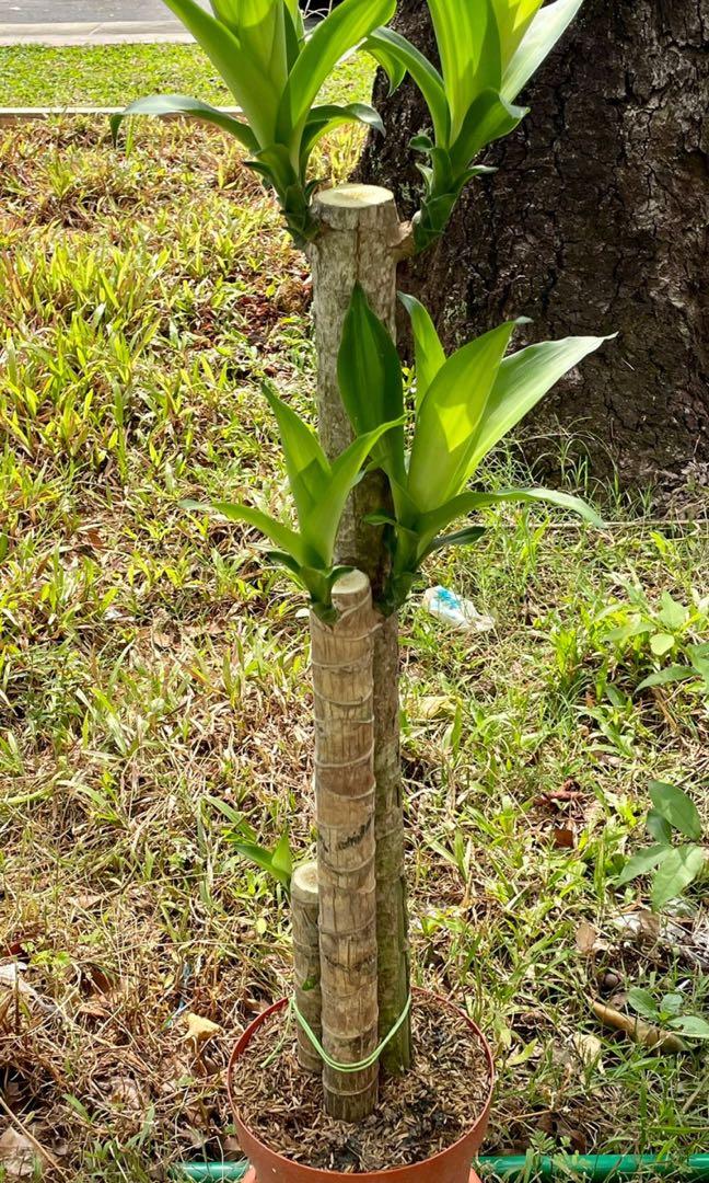 Dracaena(Iron Tree Plant), Furniture & Home Living, Gardening, Plants ...