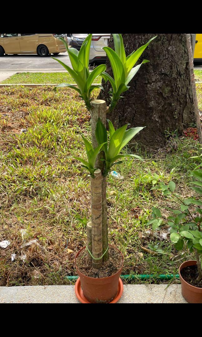Dracaena(Iron Tree Plant), Furniture & Home Living, Gardening, Plants ...