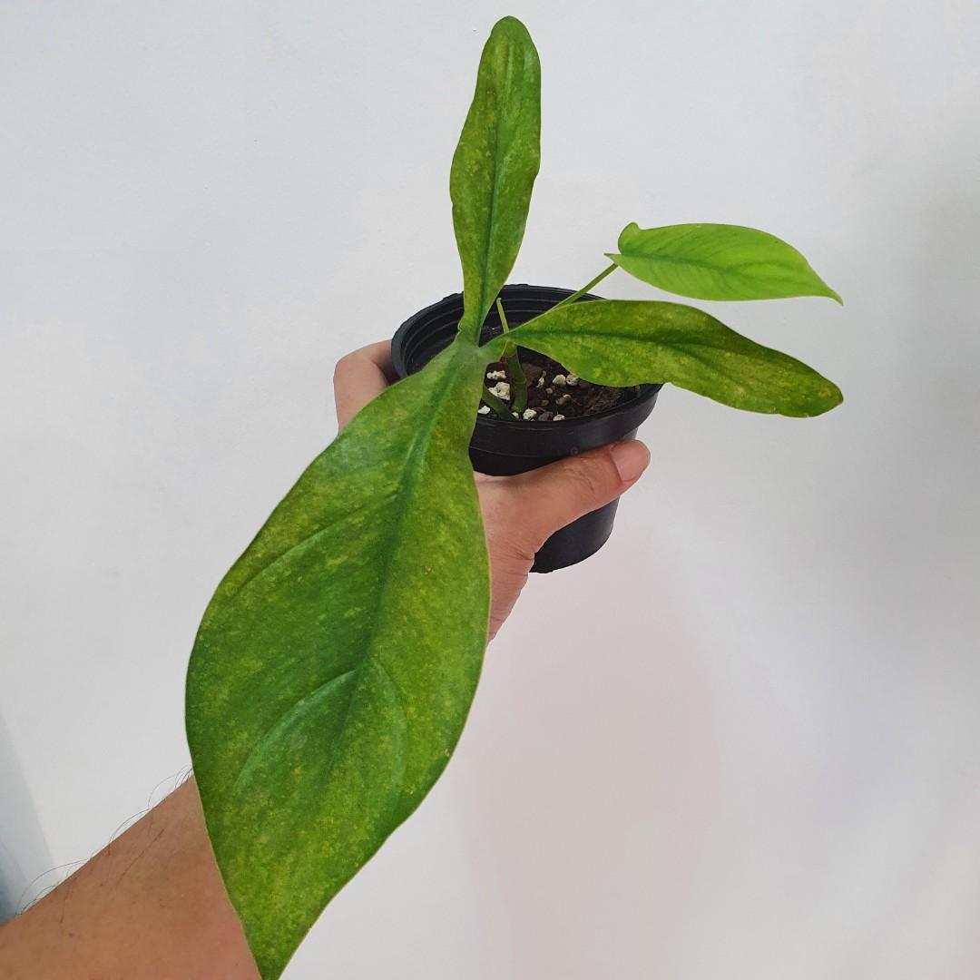 Philodendron 69686, Furniture & Home Living, Gardening, Plants & Seeds ...