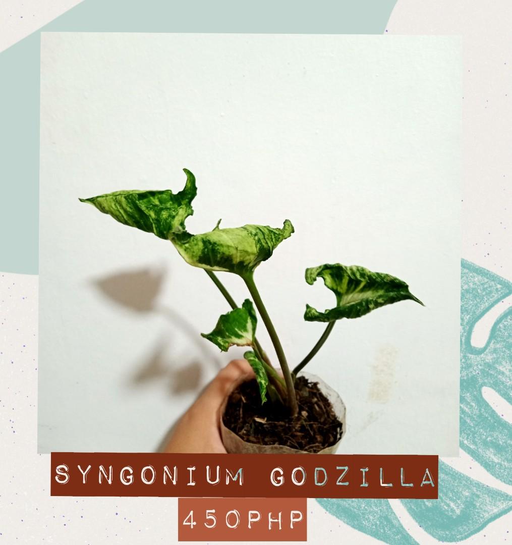 Syngonium Godzilla, Furniture & Home Living, Gardening, Plants & Seeds ...