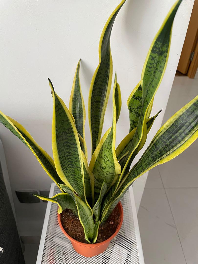 Tall Snake Plant, Furniture & Home Living, Gardening, Plants & Seeds on ...