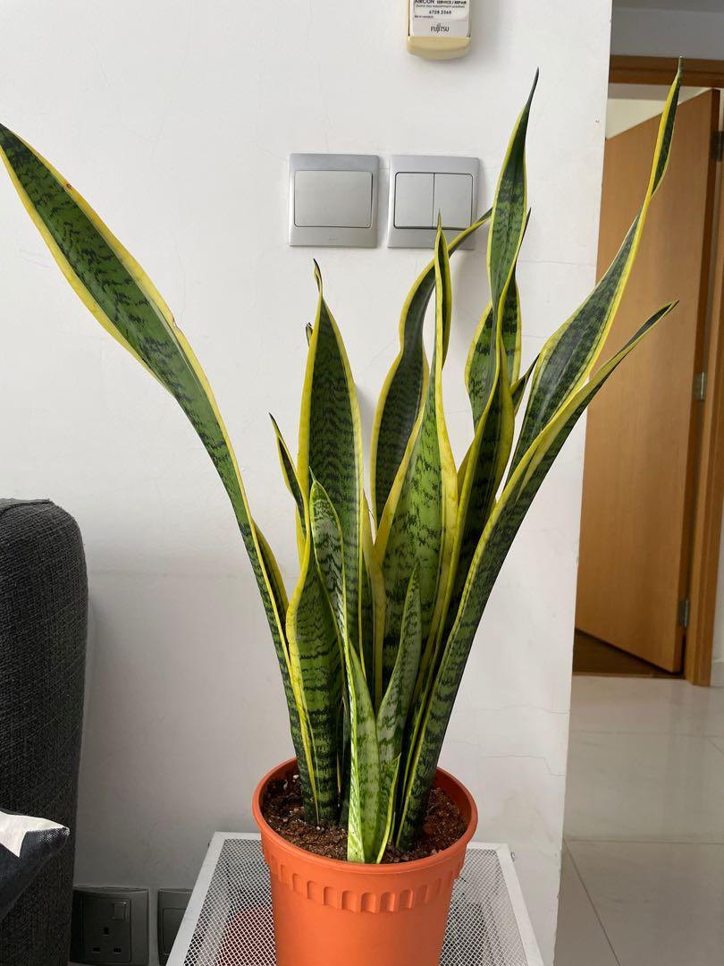 Tall Snake Plant, Furniture & Home Living, Gardening, Plants & Seeds on ...