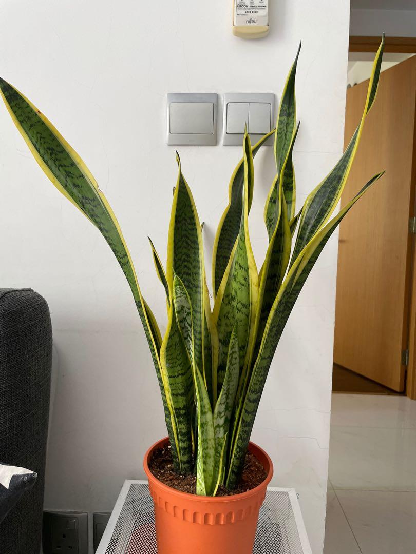 Tall Snake Plant, Furniture & Home Living, Gardening, Plants & Seeds on ...