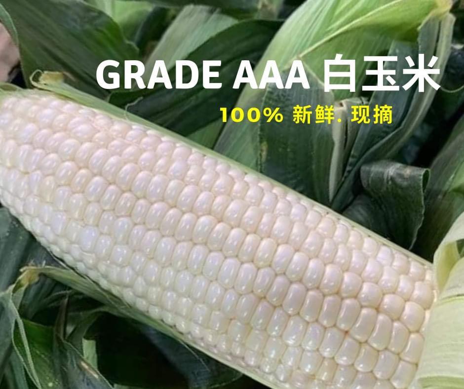 Cameron Highland White Corn, Food & Drinks, Fresh Produce on Carousell