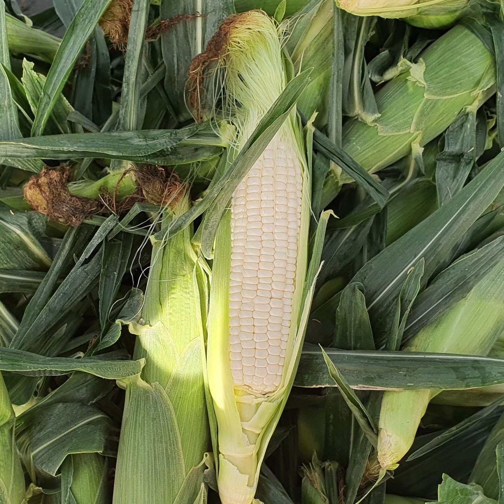 Cameron Highland White Corn, Food & Drinks, Fresh Produce on Carousell