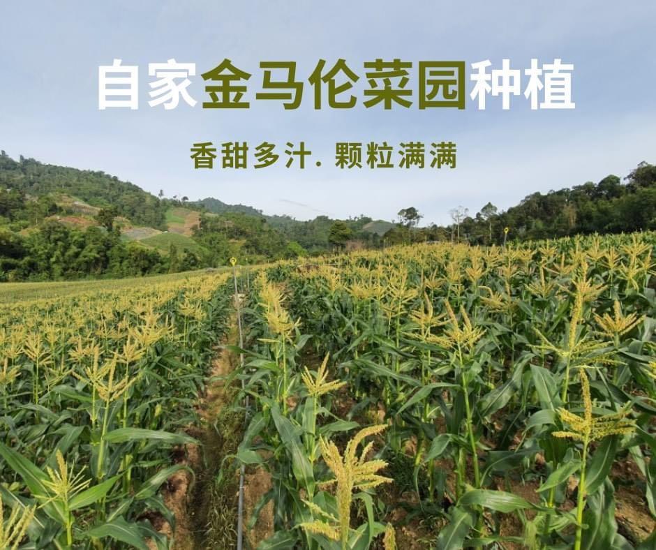 Cameron Highland White Corn, Food & Drinks, Fresh Produce on Carousell