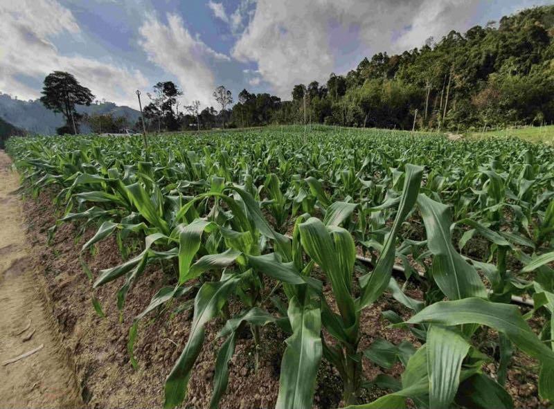 Cameron Highland White Corn, Food & Drinks, Fresh Produce on Carousell