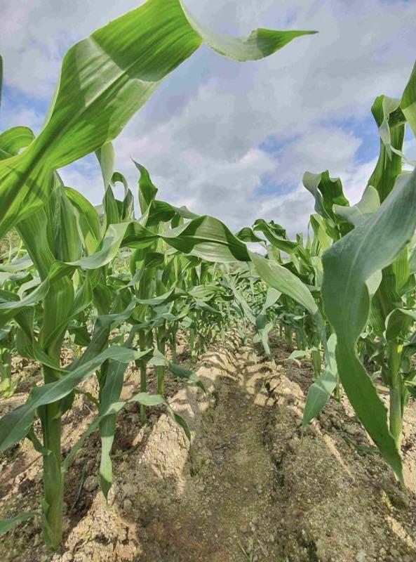 Cameron Highland White Corn, Food & Drinks, Fresh Produce on Carousell