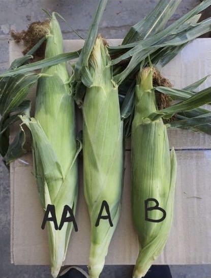 Cameron Highland White Corn, Food & Drinks, Fresh Produce on Carousell