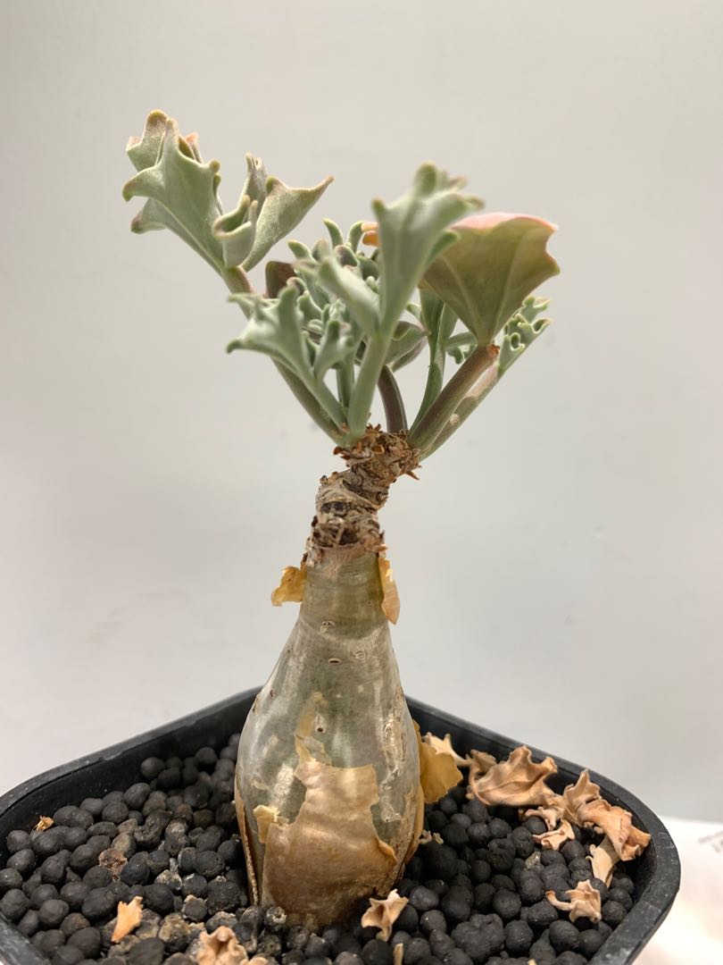 Cyphostemma betiforme 索馬里小葉葡萄 塊根, 傢俬＆家居, 園藝, 植物及種子 - Carousell