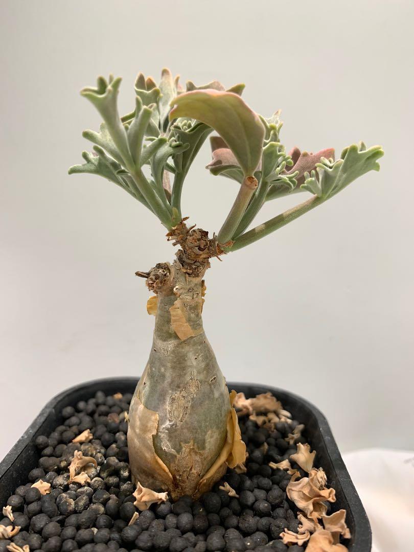 Cyphostemma betiforme 索馬里小葉葡萄 塊根, 傢俬＆家居, 園藝, 植物及種子 - Carousell