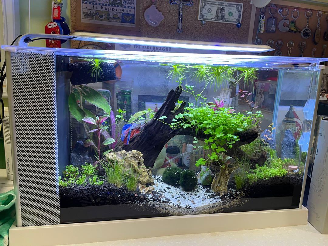 Fluval spec v fish tank (5 gallons, white), Pet Supplies, Homes & Other ...