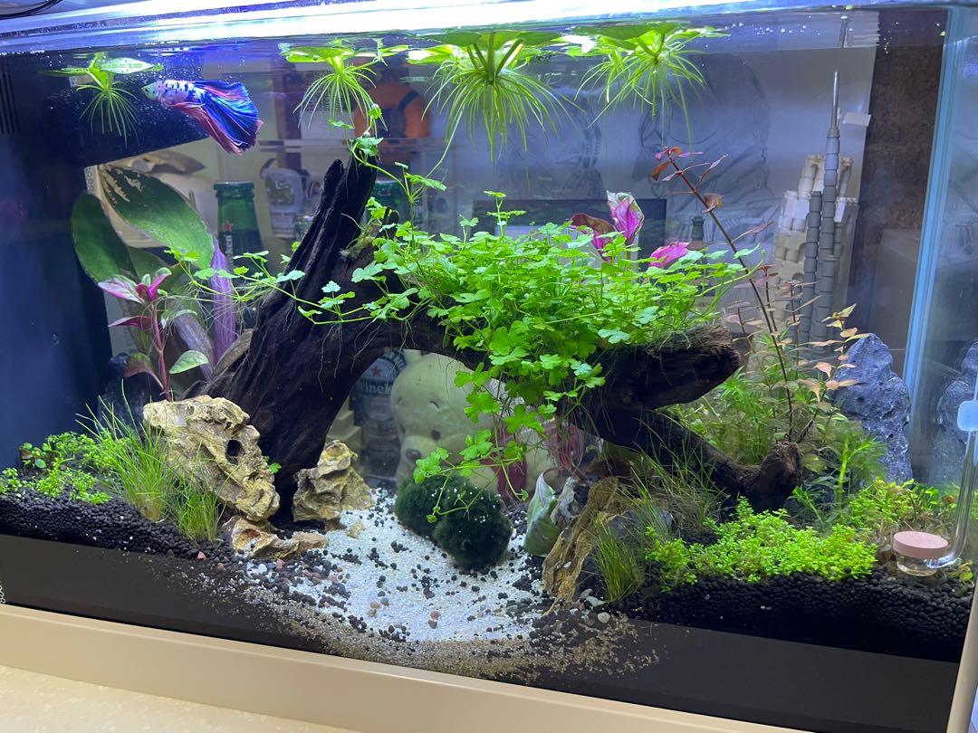 Fluval spec v fish tank (5 gallons, white), Pet Supplies, Homes & Other ...