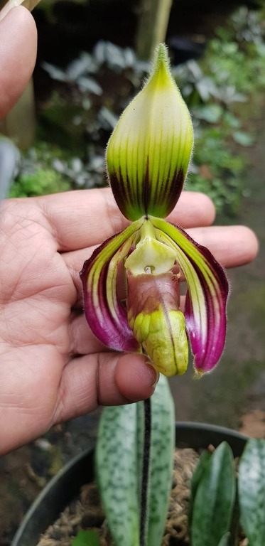 Rare Orchid: Paphiopedilum sangii, Furniture & Home Living, Gardening ...