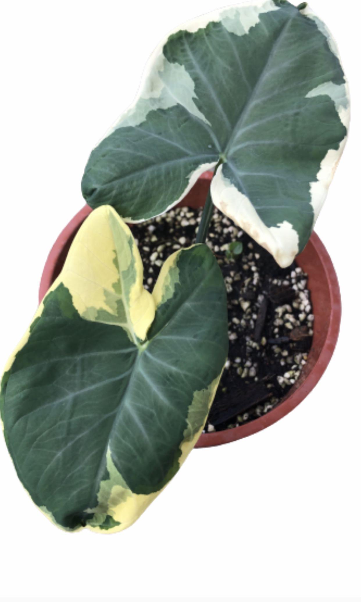 Variegated Alocasia Mickey Mouse, Furniture & Home Living, Gardening ...