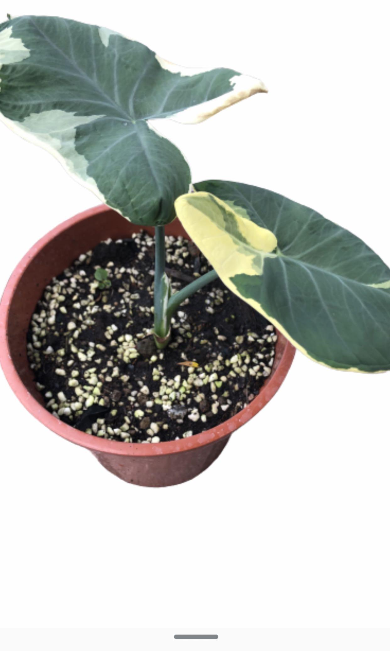 Variegated Alocasia Mickey Mouse, Furniture & Home Living, Gardening ...