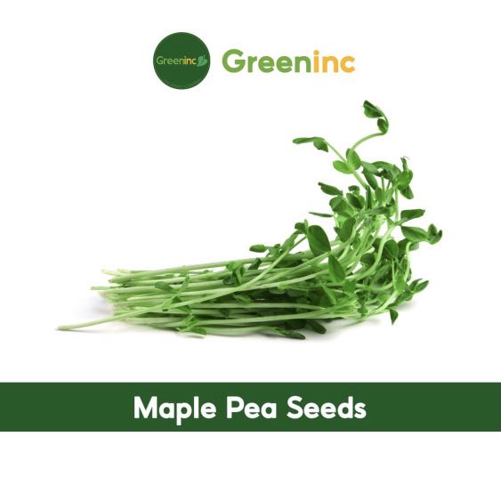 Maple Pea Seeds, Furniture & Home Living, Gardening, Plants & Seeds on Carousell
