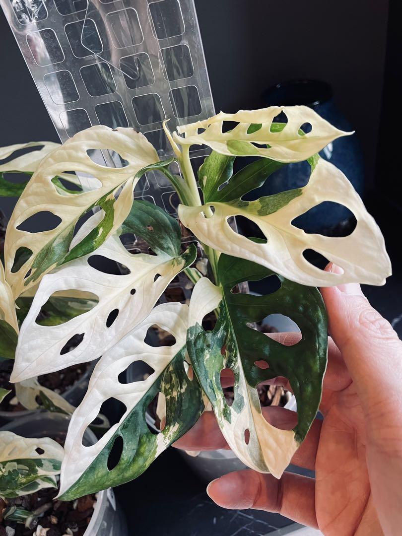 Monstera Adansonii Albo Marble Variegated, Furniture & Home Living ...
