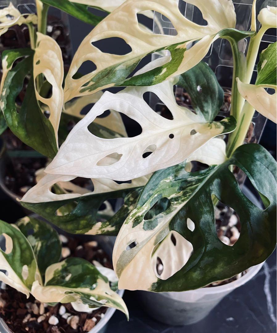 Monstera Adansonii Albo Marble Variegated, Furniture & Home Living ...
