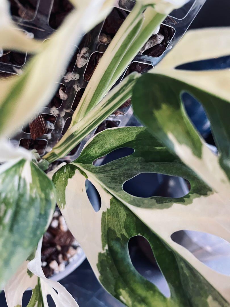 Monstera Adansonii Albo Marble Variegated, Furniture & Home Living ...