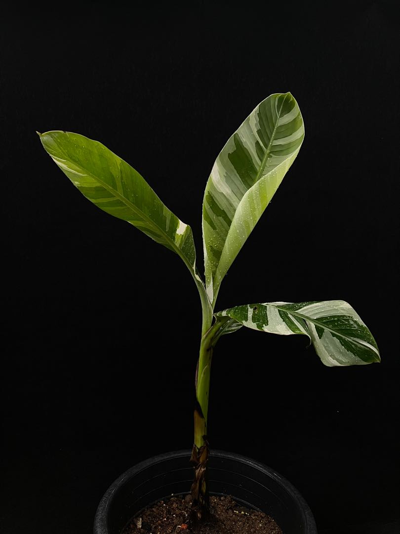 Variegated Musa Florida, Furniture & Home Living, Gardening, Plants ...