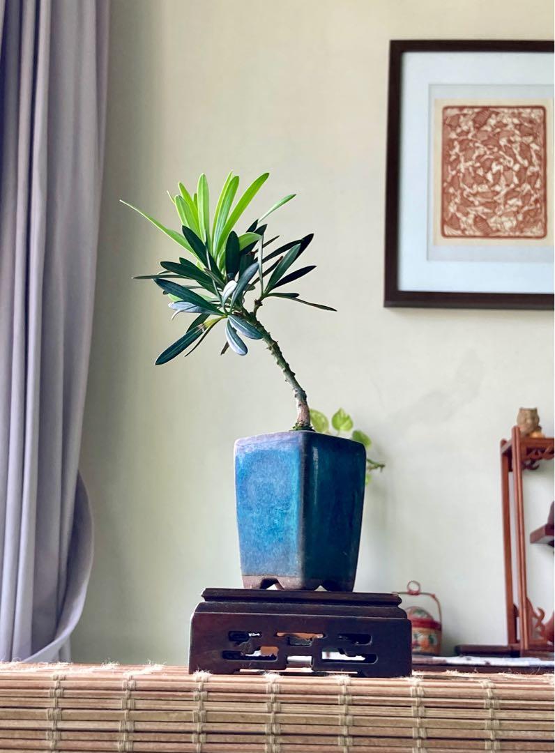 Mini Podocarpus Bonsai - Luo Han Song 罗汉松, Furniture & Home Living ...