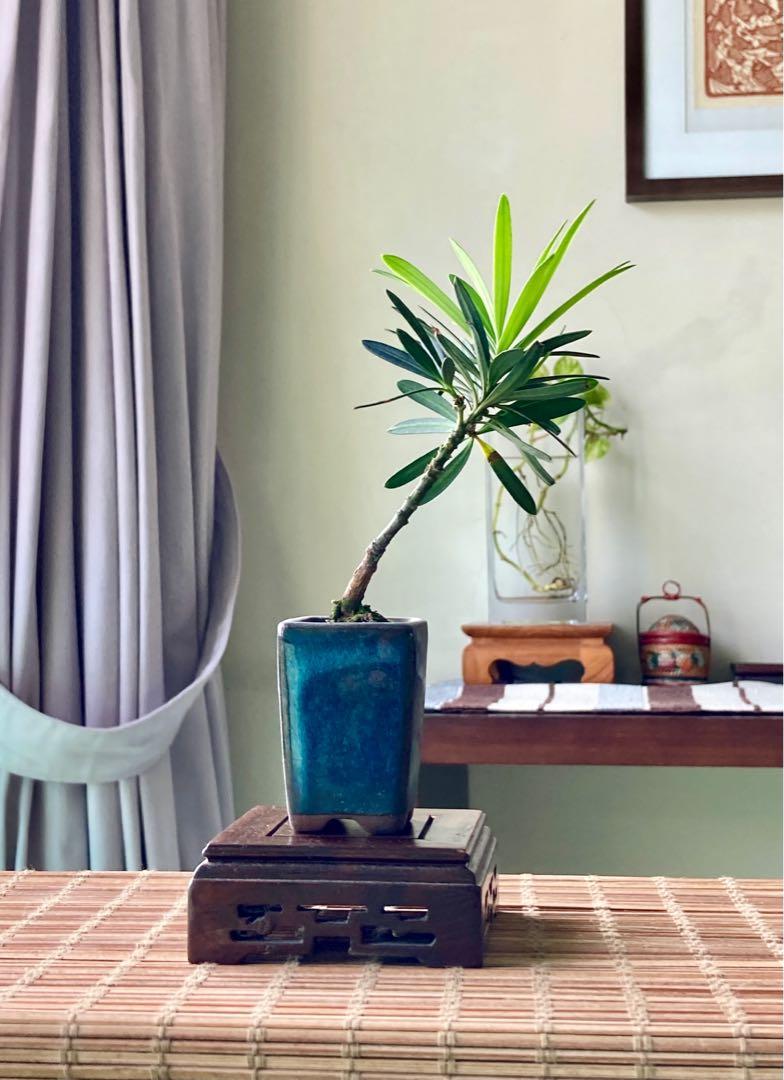 Mini Podocarpus Bonsai - Luo Han Song 罗汉松, Furniture & Home Living ...