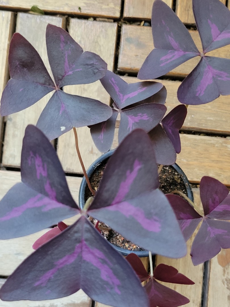Oxalis triangularis variegated, Furniture & Home Living, Gardening ...