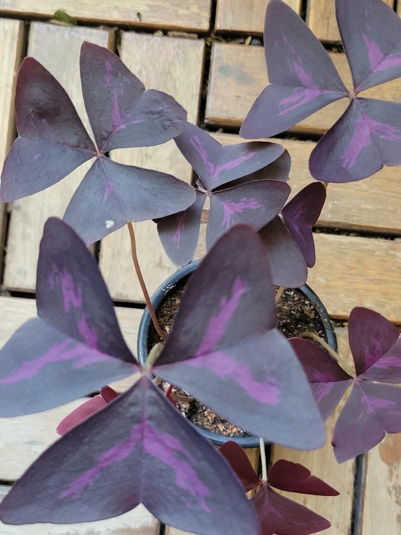 Oxalis triangularis variegated, Furniture & Home Living, Gardening, Plants & Seeds on Carousell