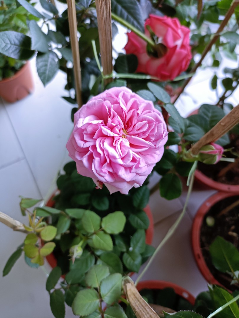 Rare rose plants, Furniture & Home Living, Gardening, Plants & Seeds on ...