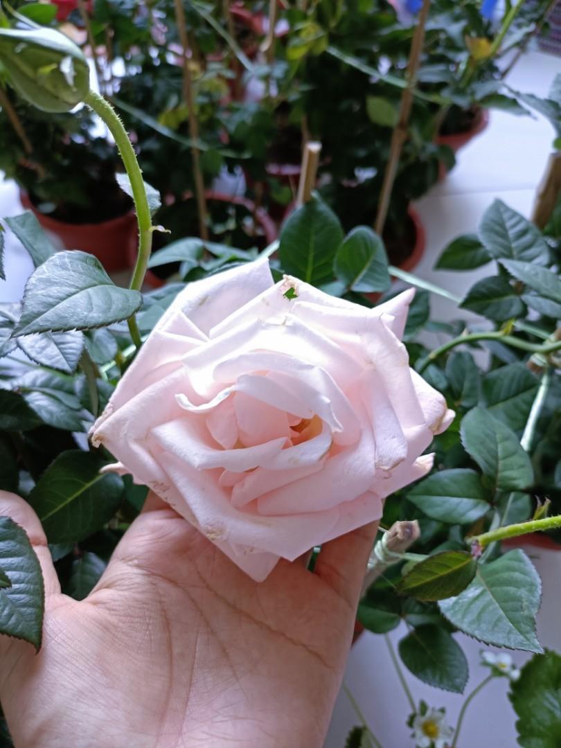 Rare rose plants, Furniture & Home Living, Gardening, Plants & Seeds on ...