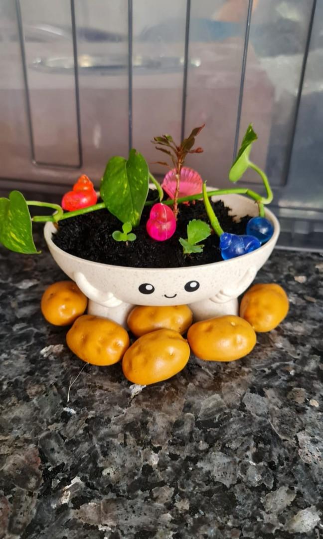 Real Plant Pot (Charity Donation), Furniture & Home Living, Gardening ...