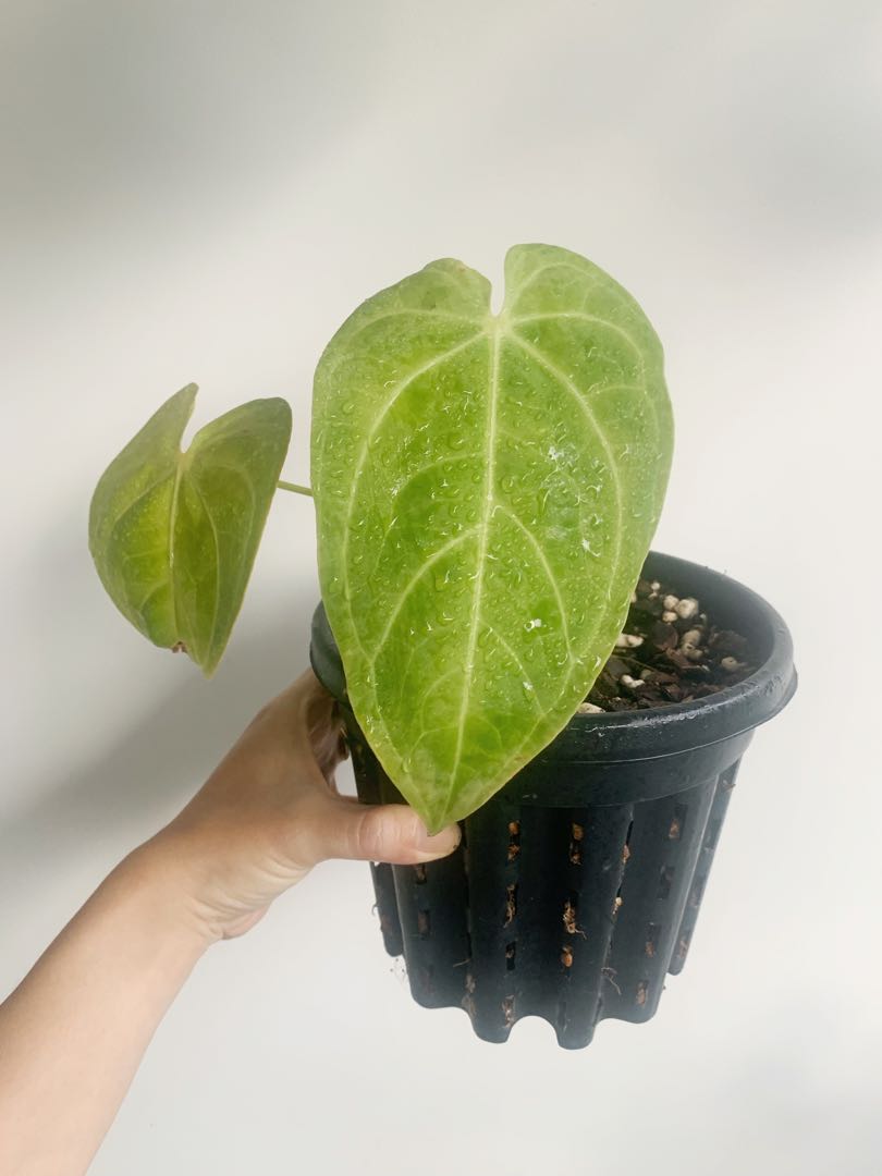 Anthurium Magnificum Verde, Furniture & Home Living, Gardening, Plants ...