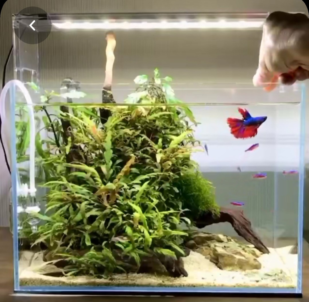 Betta Nano Tank/Biotope Aquascapes, Pet Supplies, Homes & Other Pet ...