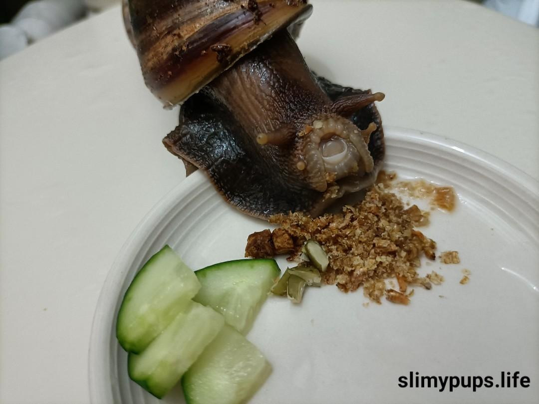 [Protein] Bugs Pack for Snails and Isopods, Pet Supplies, Pet Food on ...