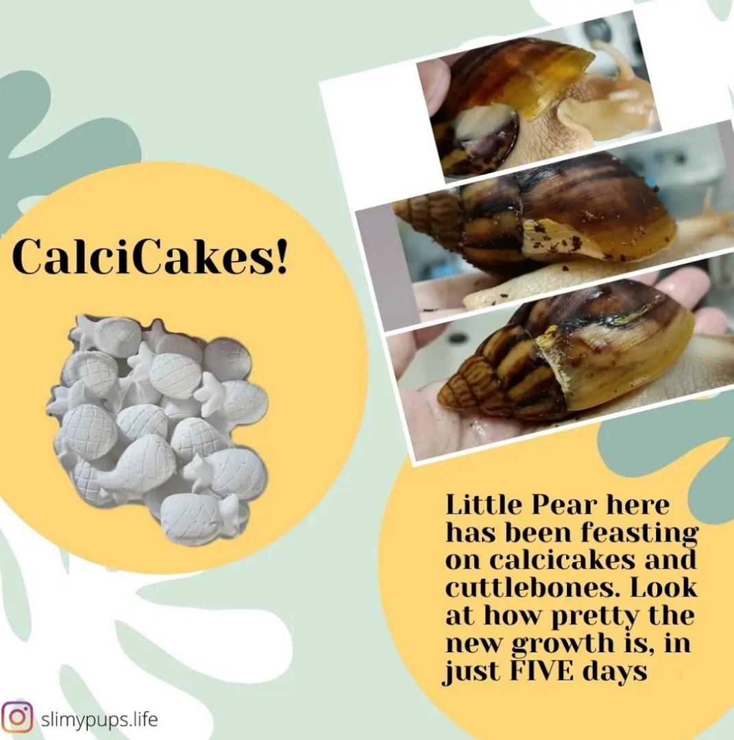 [Calcium] Cakes for snails and isopods, Pet Supplies, Pet Food on Carousell