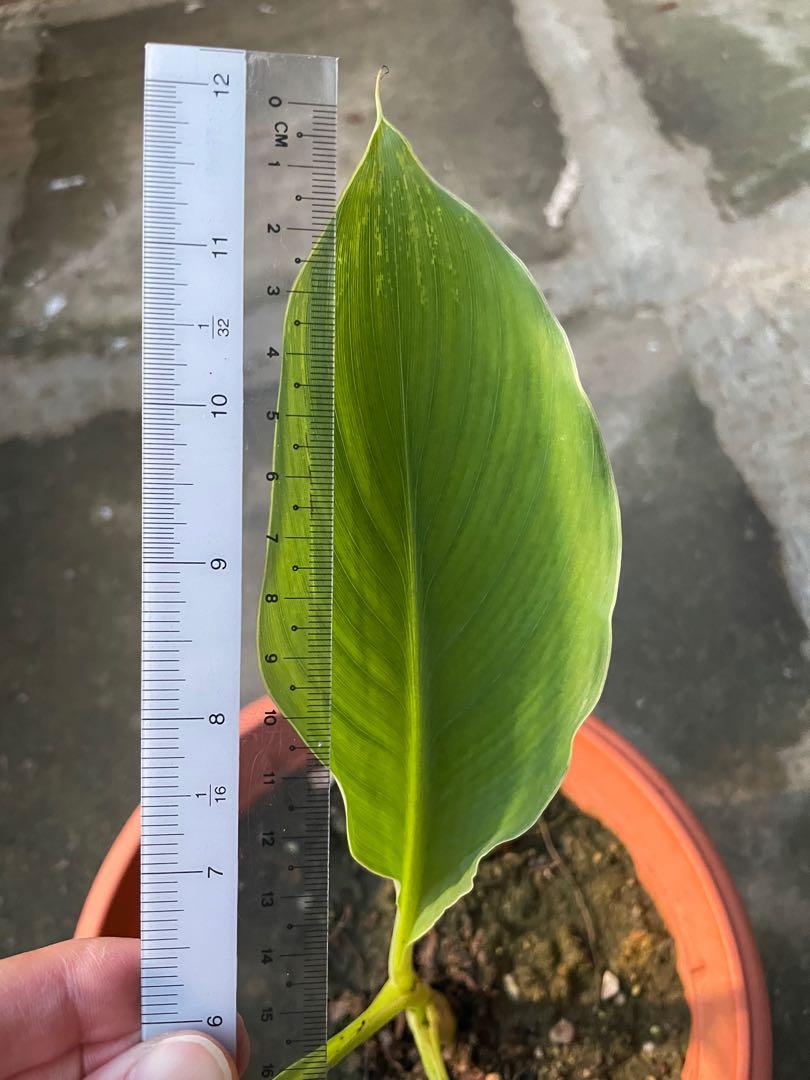 Musa - Golden Lotus Banana, Furniture & Home Living, Gardening, Plants ...