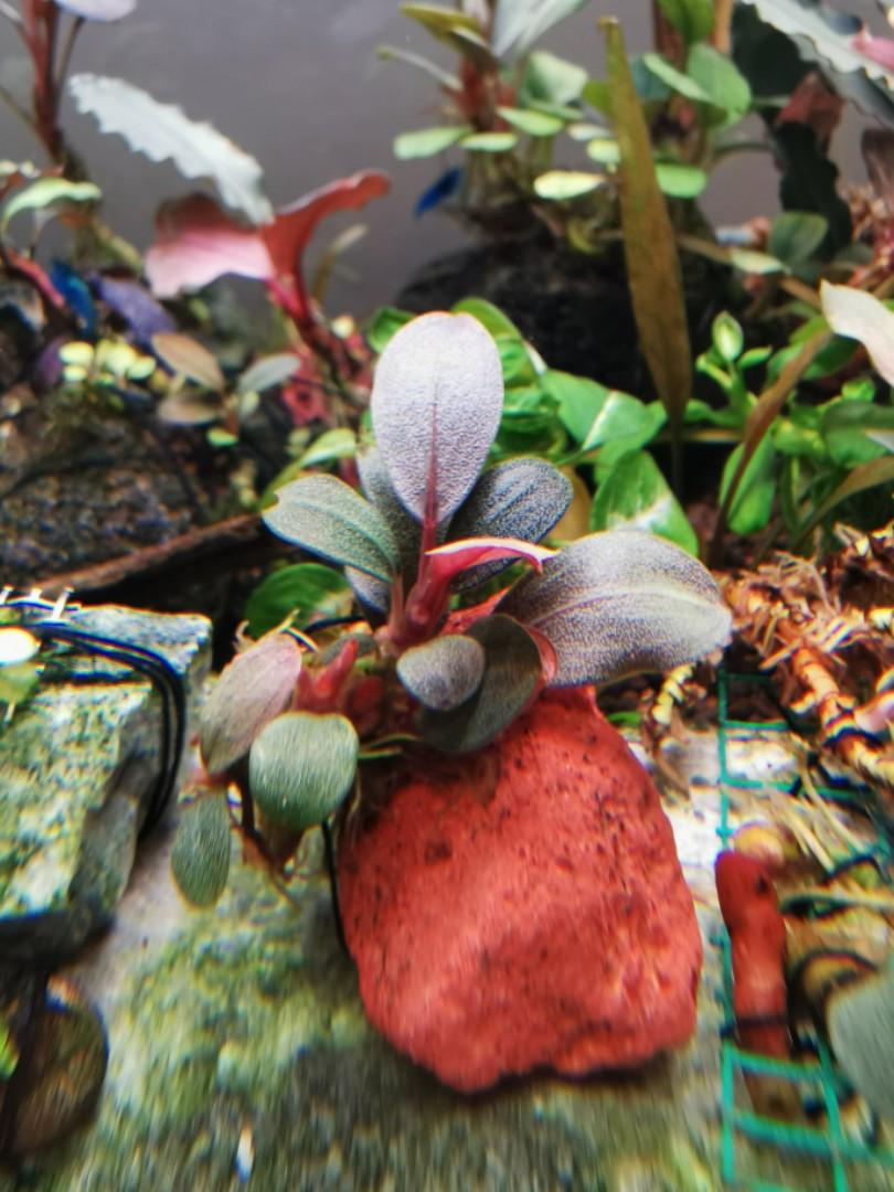 Rare Bucephalandra sp Black Pink locality Sanggau (rhizomes and mother ...
