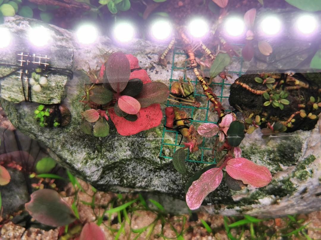 Rare Bucephalandra sp Black Pink locality Sanggau (rhizomes and mother ...