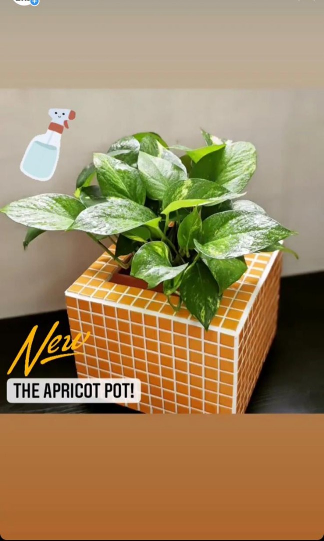 Apricot tiled pot, Furniture & Home Living, Gardening, Pots & Planters ...