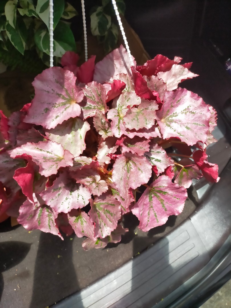 Begonia martin (very bushy), Furniture & Home Living, Gardening, Plants ...
