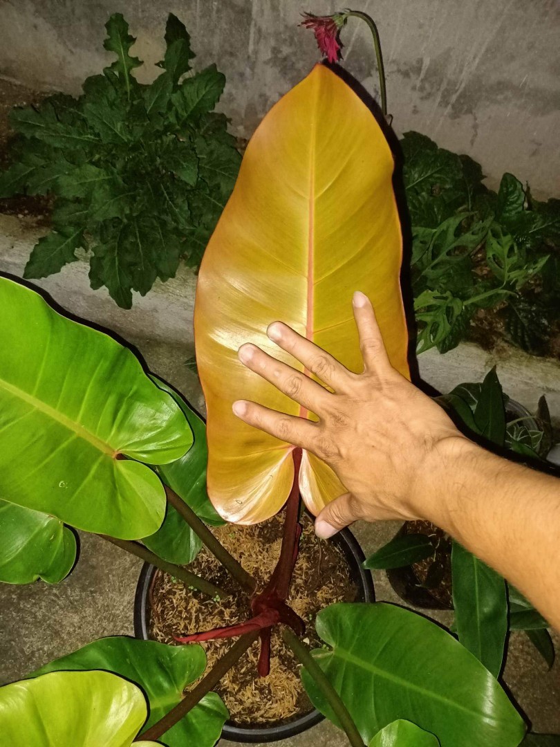 Elephant Ear Plants albo Variegated Furniture Home Living elephant-ear-plants-albo-variegated-furniture-home-living