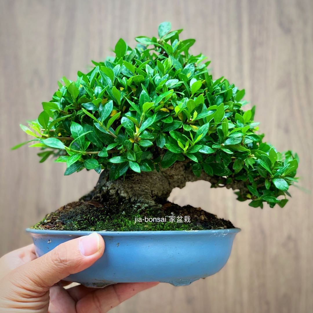 Flowering Japanese Kuchinashi Bonsai, Furniture & Home Living ...