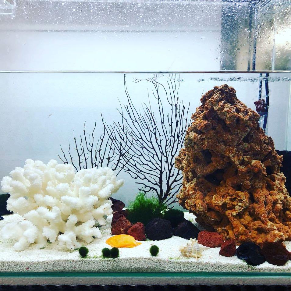 Opae ula tank set up , Pet Supplies, Homes & Other Pet Accessories on ...