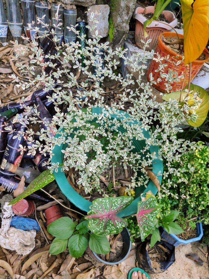 Variegated African Talisay, Furniture & Home Living, Gardening, Plants ...