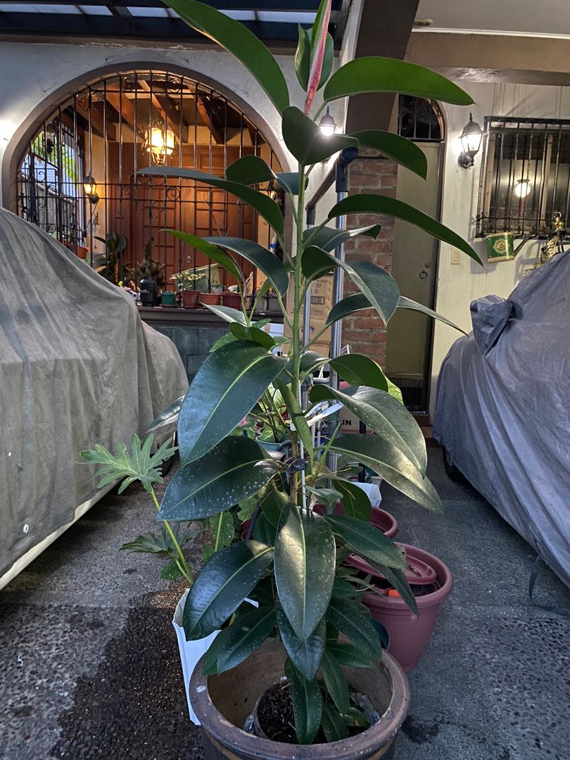 60 ins. tall rubber tree, Furniture & Home Living, Gardening, Plants ...