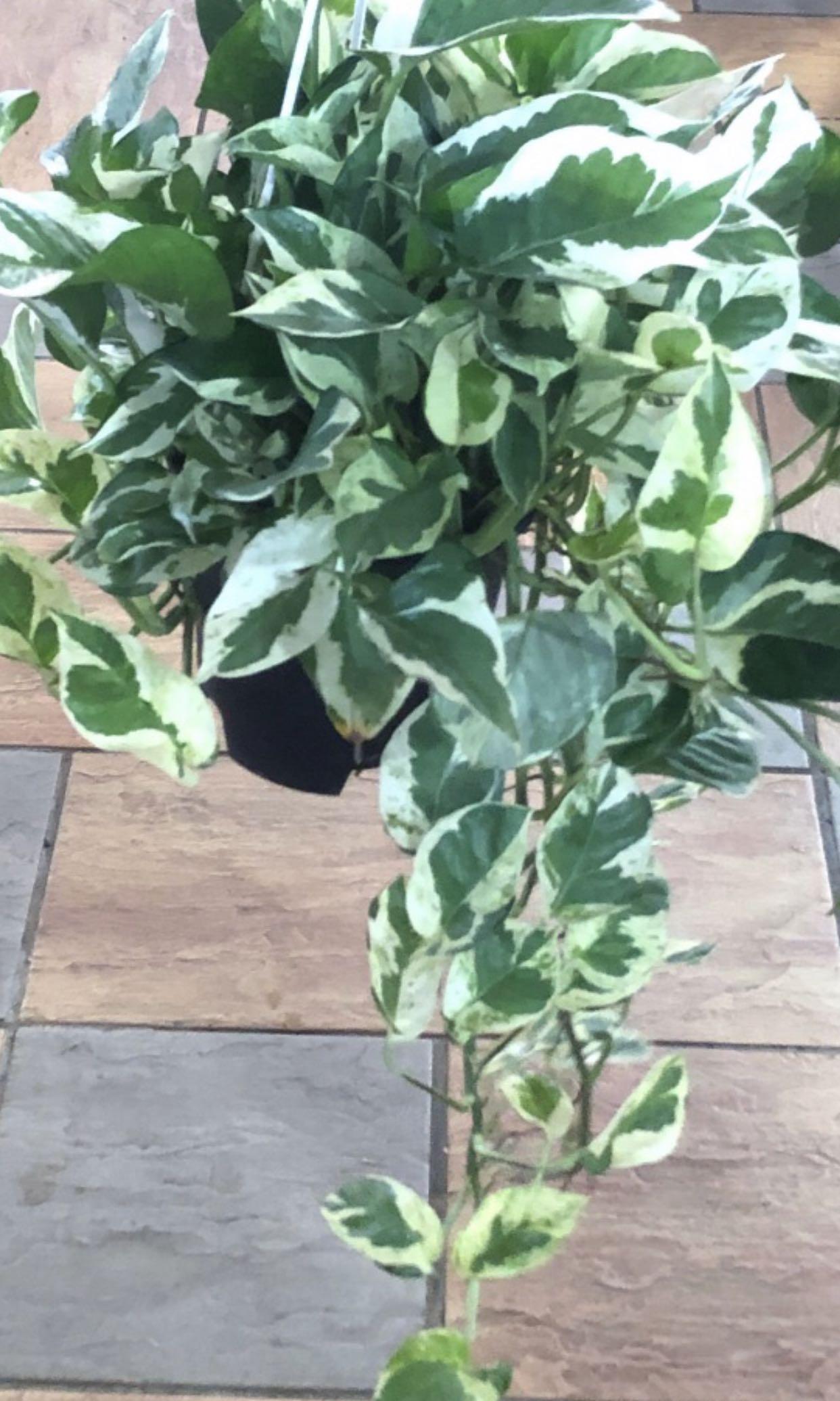 Big pot NJoy Pothos, Furniture & Home Living, Gardening, Plants & Seeds ...