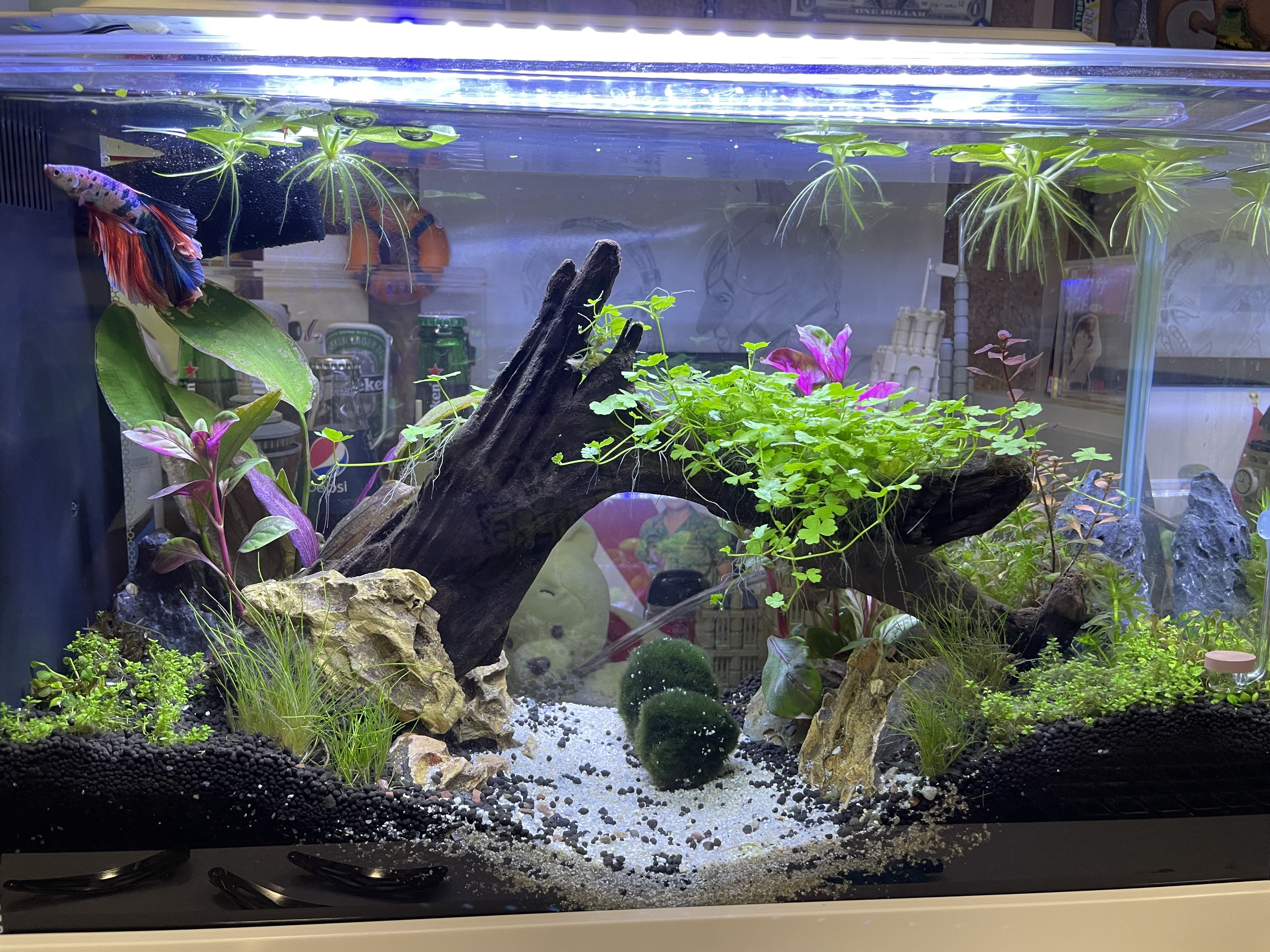 Fluval spec v fish tank (5 gallons, white), Pet Supplies, Homes & Other ...